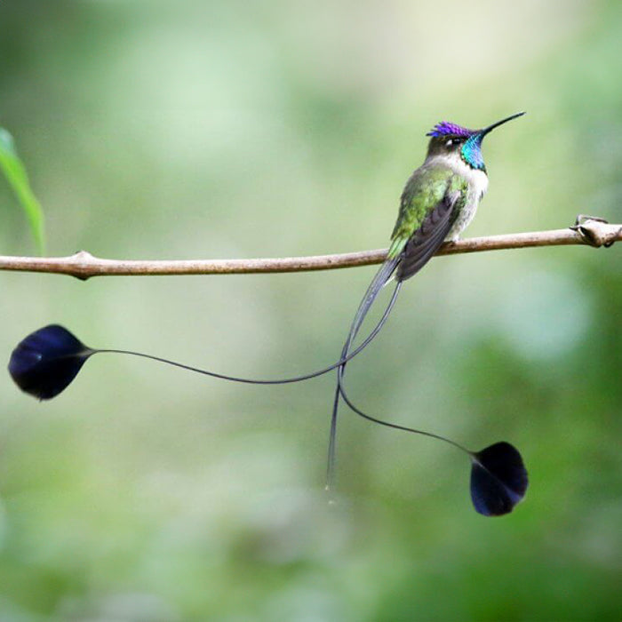 Manuel Cruz: Marvelous Spatuletail Hummingbird Woodcarving | Sandia Folk